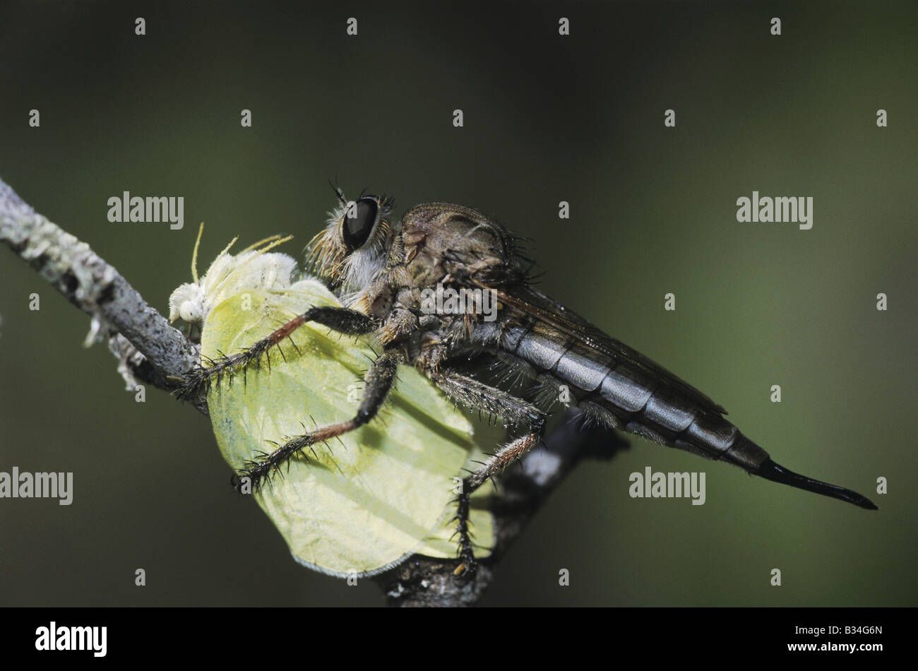 Close up photo of robber fly hi-res stock photography and images - Alamy