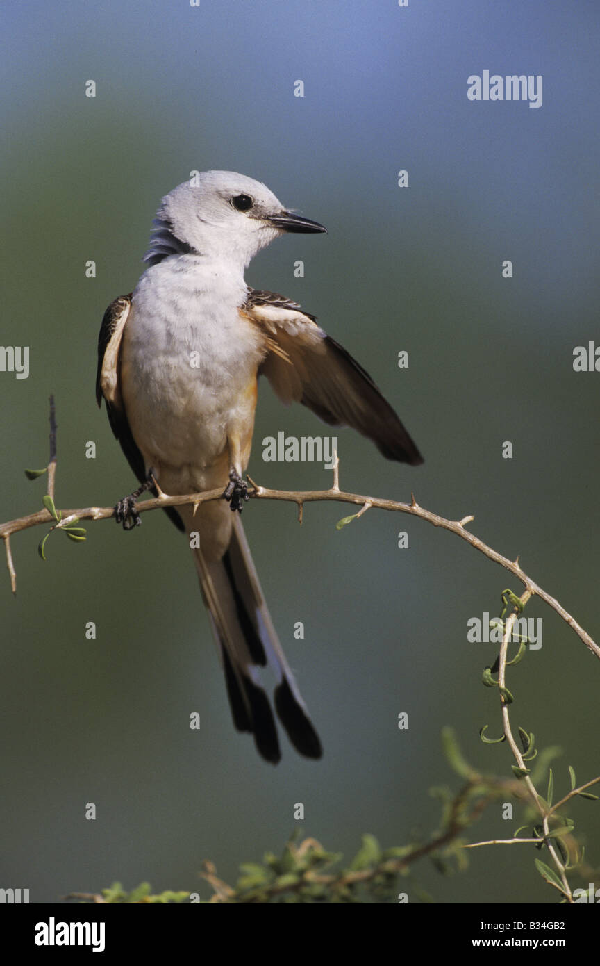 Starr county Cut Out Stock Images & Pictures - Alamy