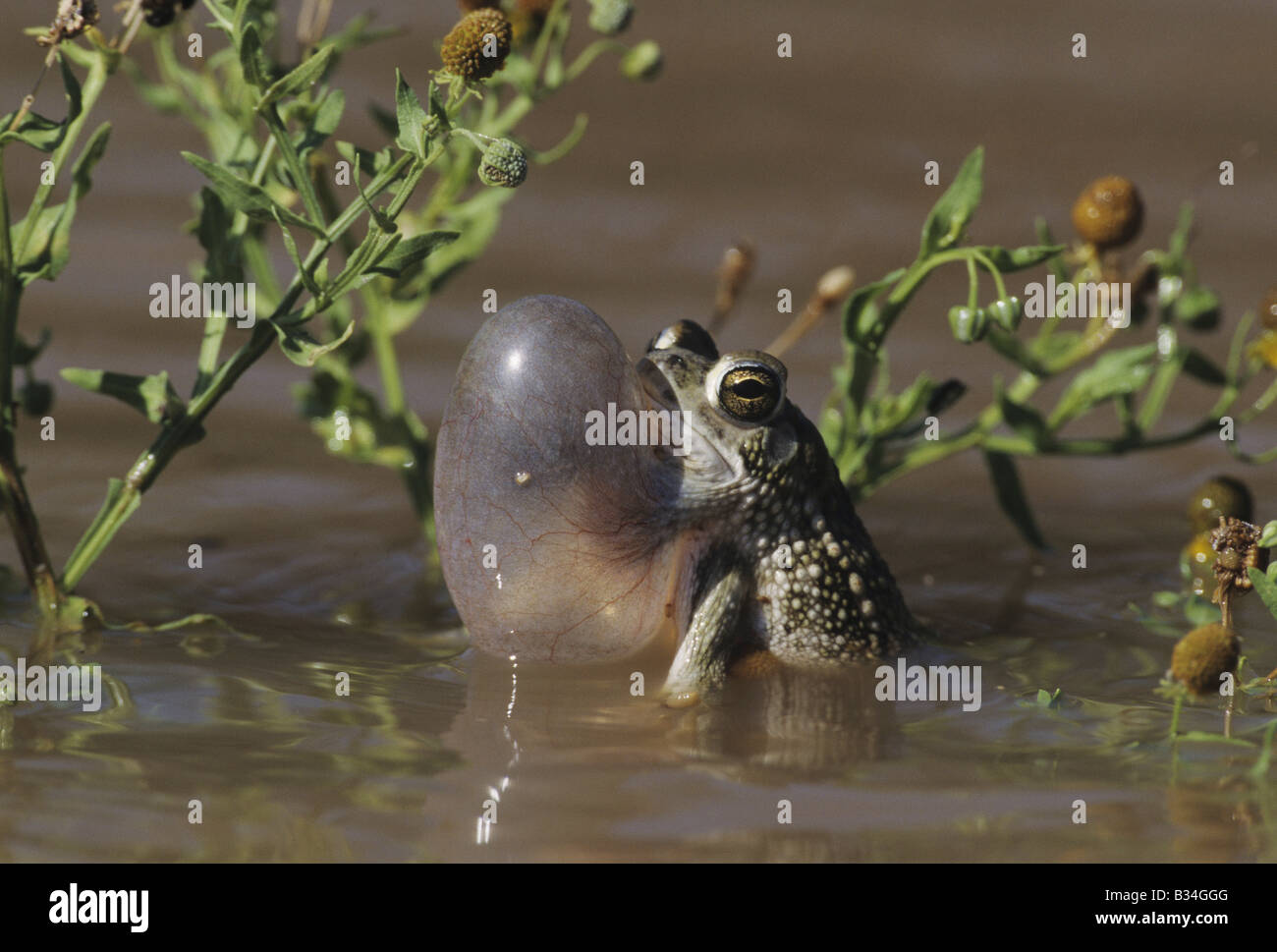 Texas Toad Bufo speciosus male calling sac inflated Starr County Rio ...