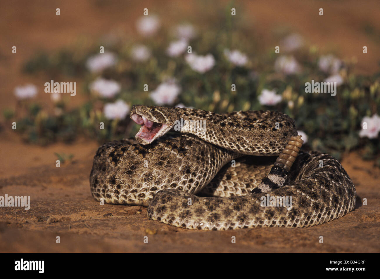 Western Diamondback Rattlesnake Striking Distance