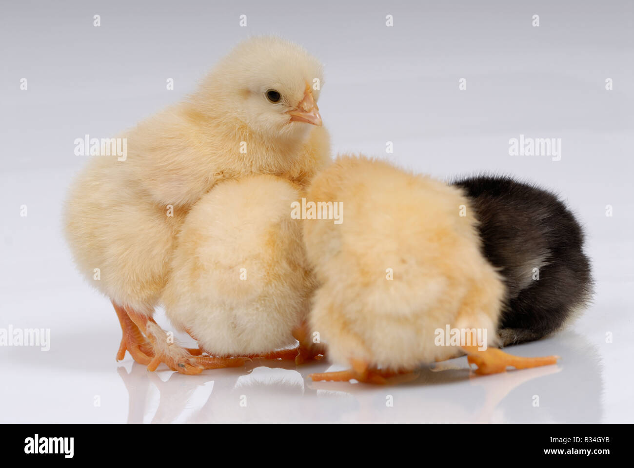 Stock photo of four newborn baby chicks playing together The image was ...