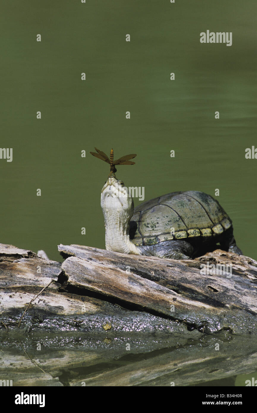 Yellow Mud Turtle Kinosternon flavescens adult sunning on log with ...