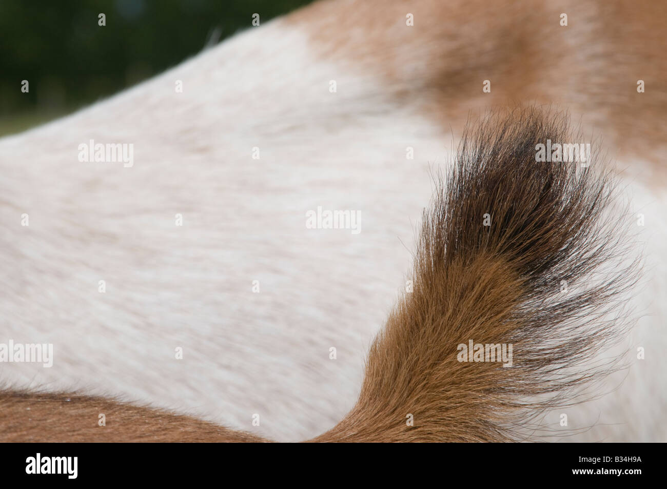 Goat tail hi-res stock photography and images - Alamy