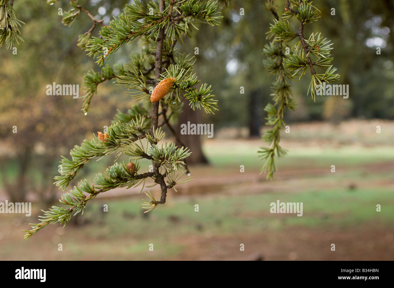 General view of the Cedar forest in the Mid Atlas range, Azrou, Morocco ...