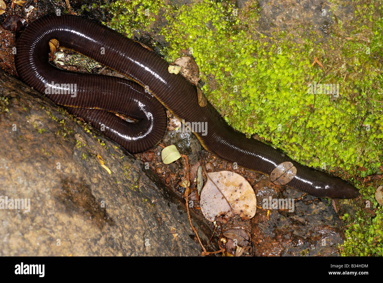 Ichthyophis hi-res stock photography and images - Alamy