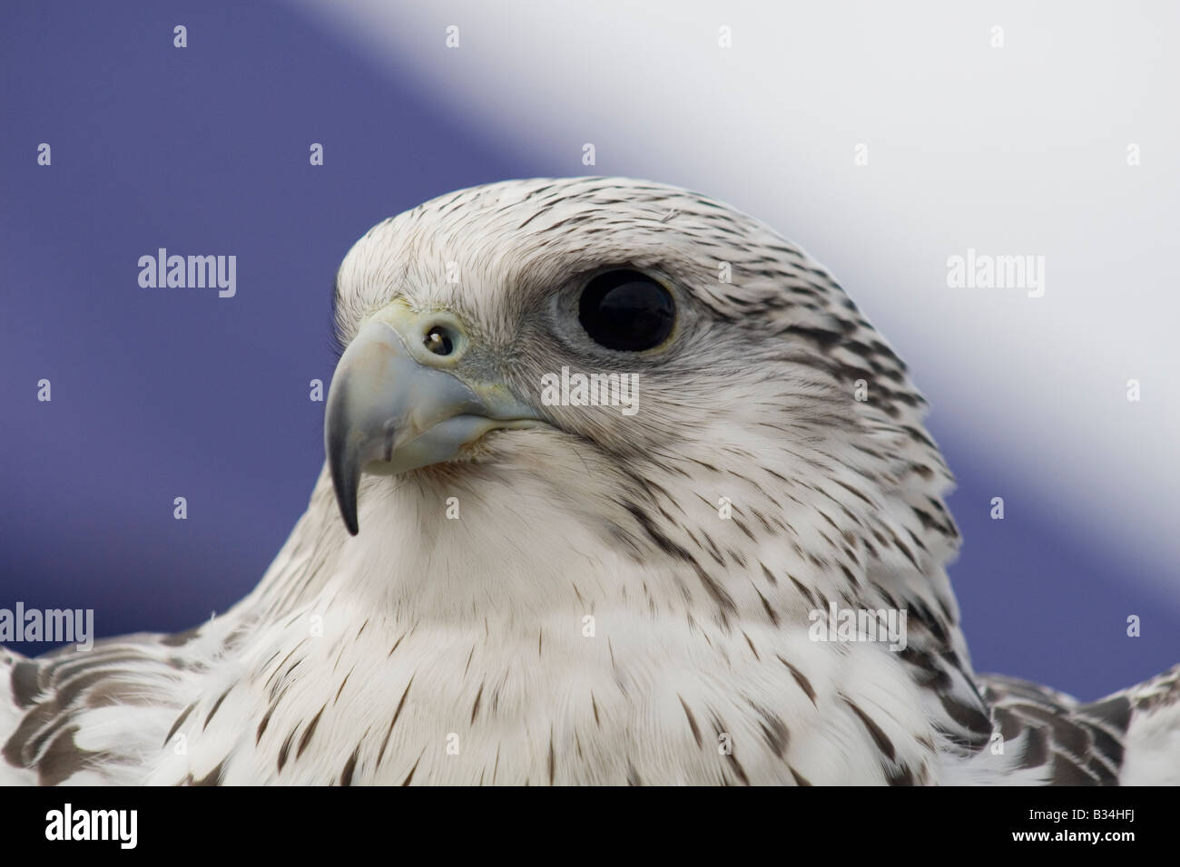 White gyr falcon hi-res stock photography and images - Alamy