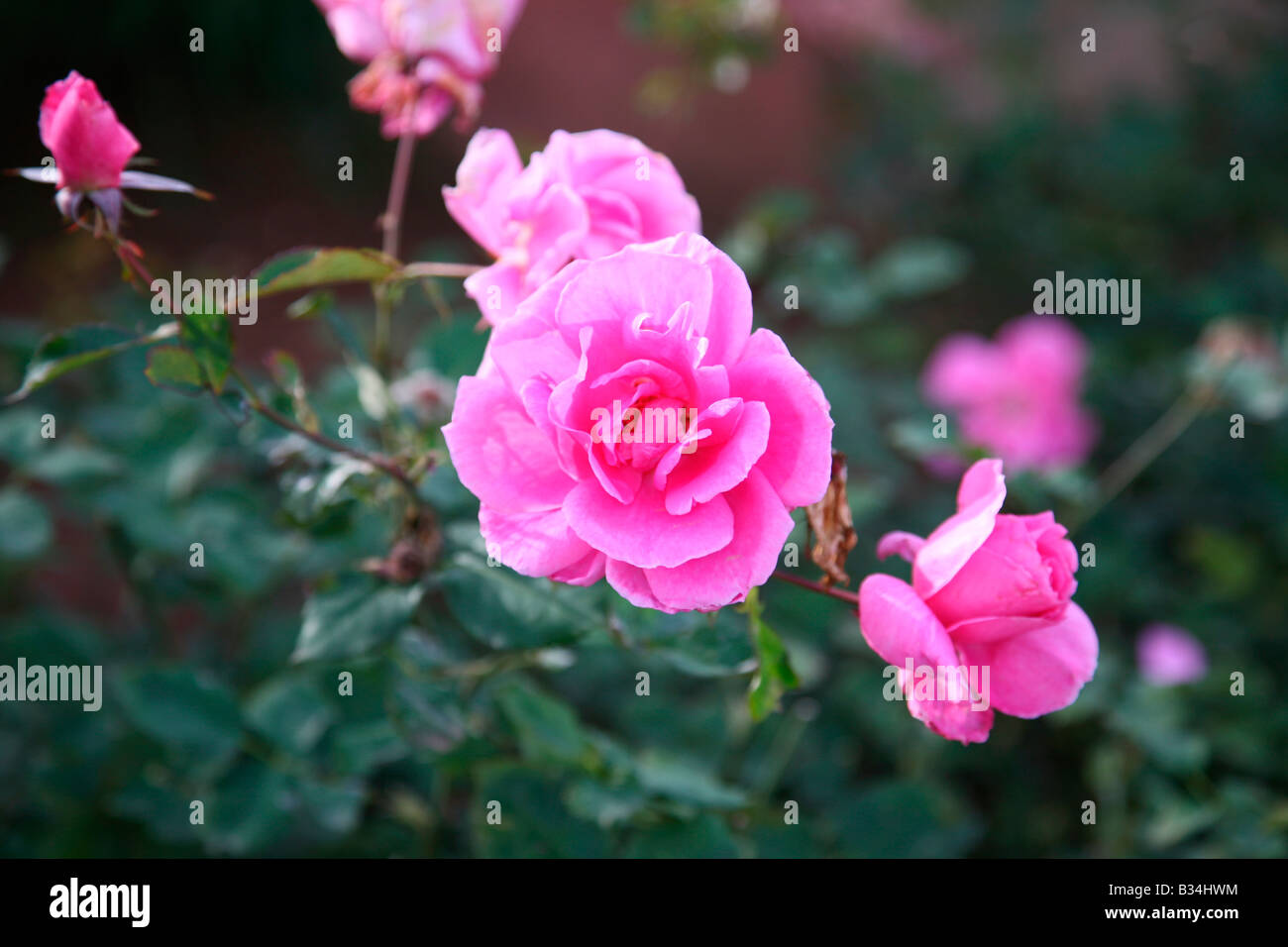 Roses india hi-res stock photography and images - Alamy