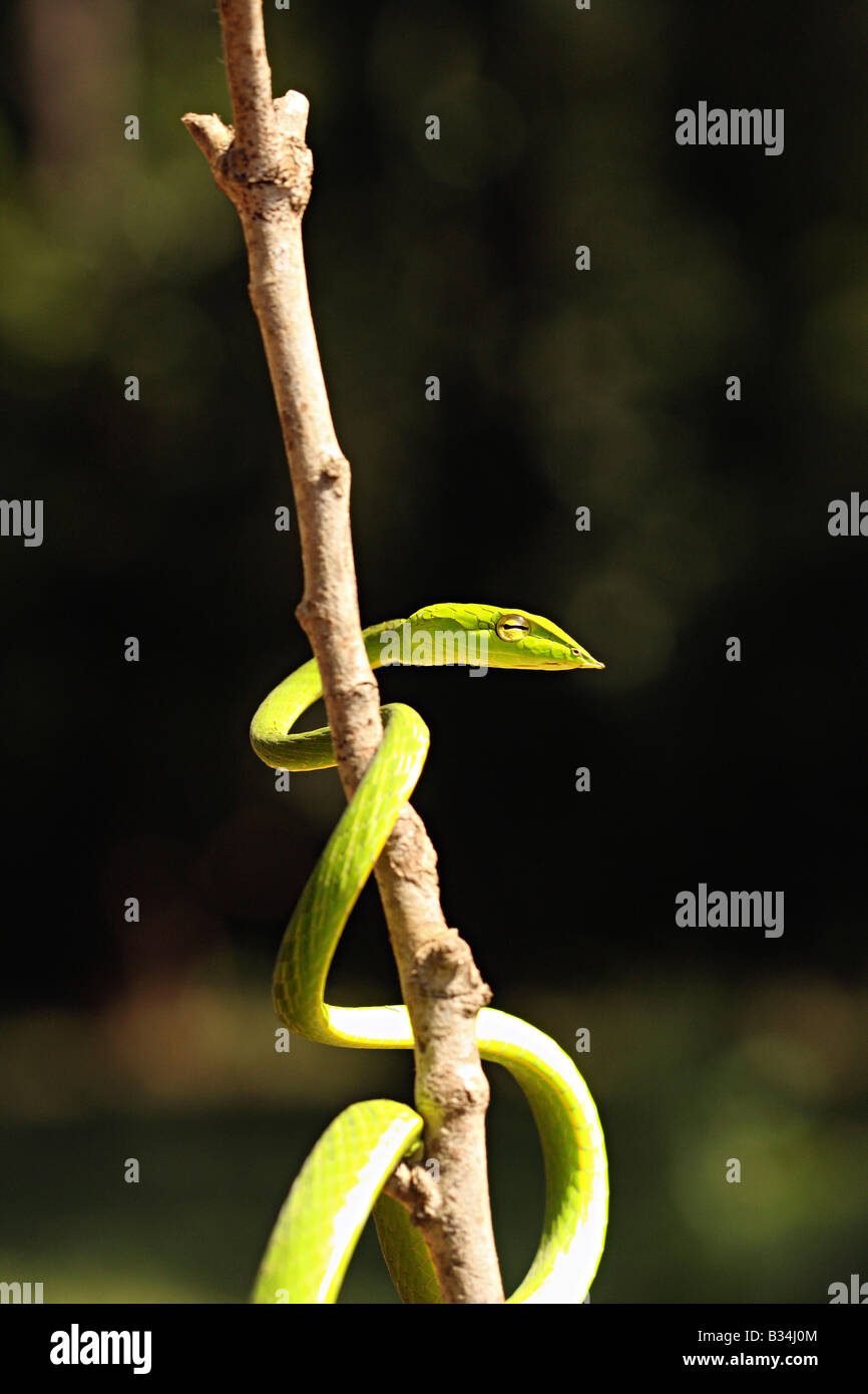 Common vine snakes hi-res stock photography and images - Alamy