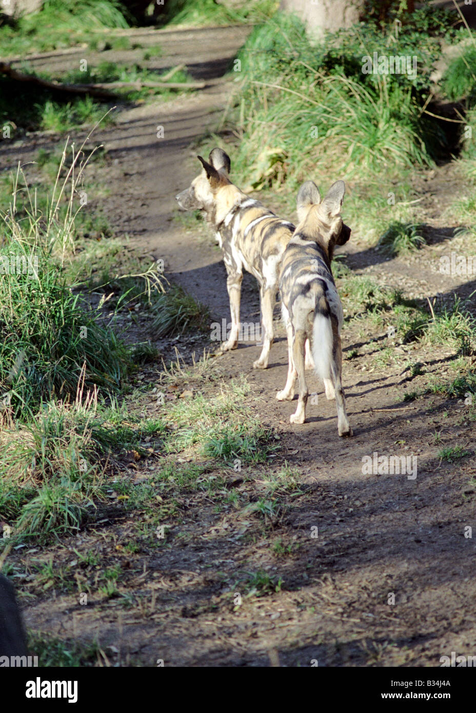 Spotted dogs hi-res stock photography and images - Alamy