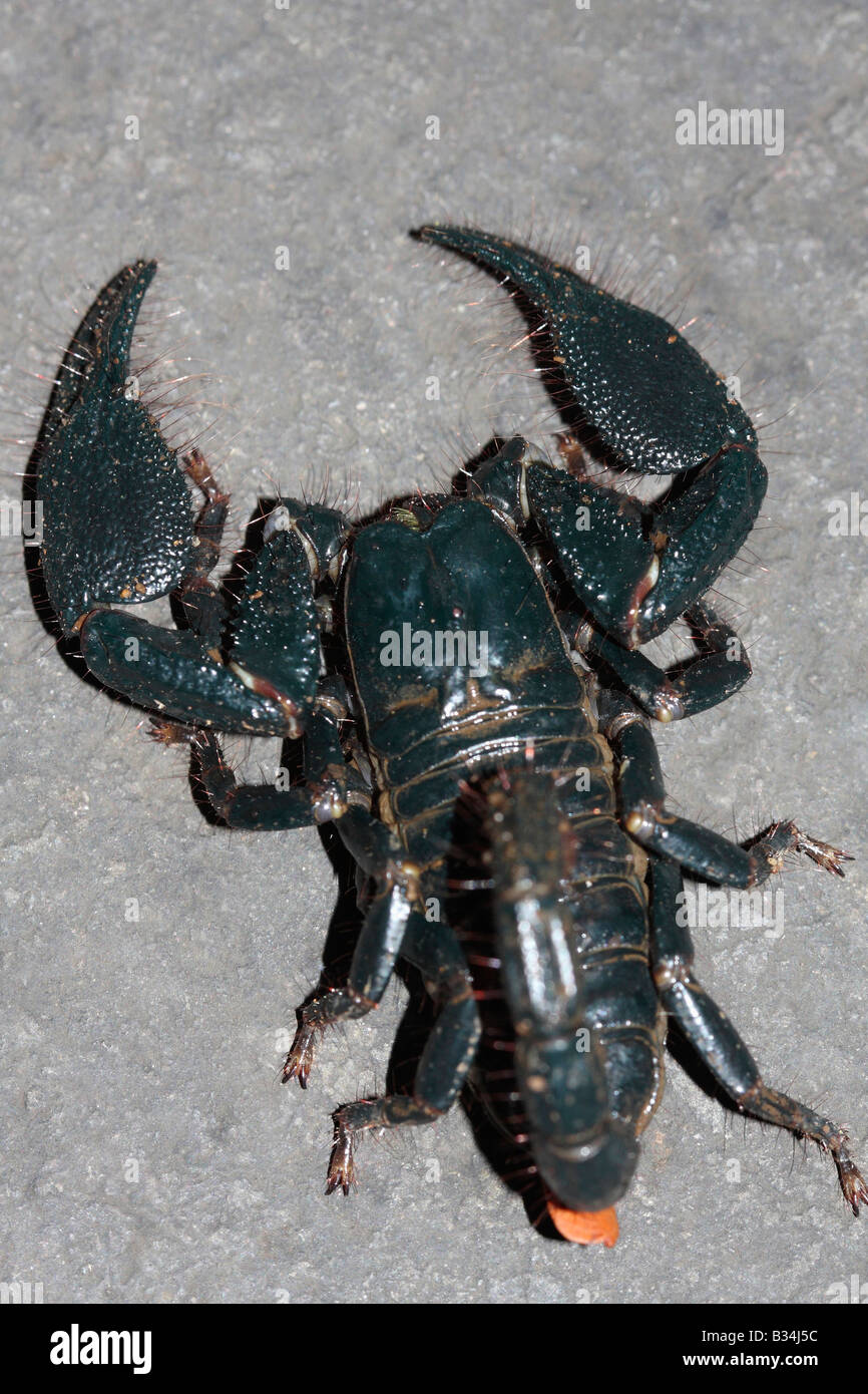 Heterometrus sp. Family SCORPIONIDAE. Giant forest scorpion. Male Aarey ...