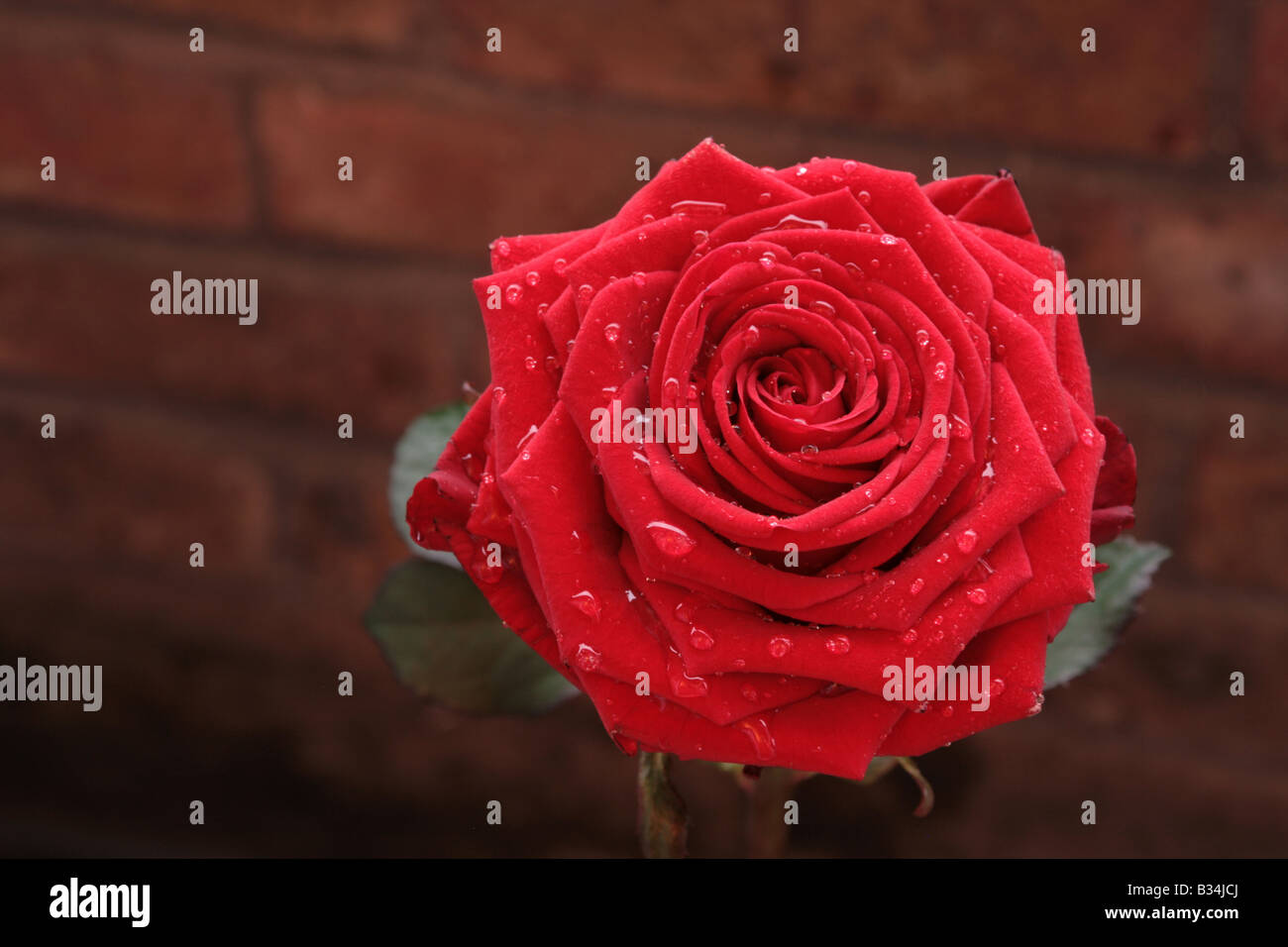 Red rose with water droplets Stock Photo - Alamy