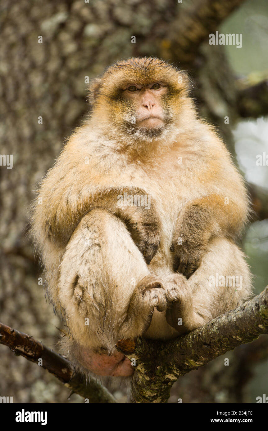 Adult Barbary Macaques (Macaca sylvanus) sitting on Cedar tree in the ...