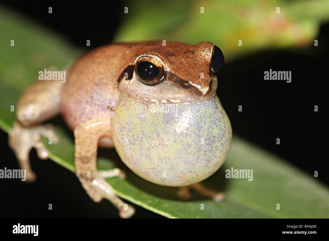 White-Nosed Bush Frog (Philautus leucorhinus)- Calling Stock Photo - Alamy