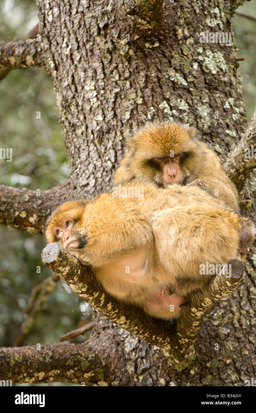 Macaca behaviour hi-res stock photography and images - Alamy