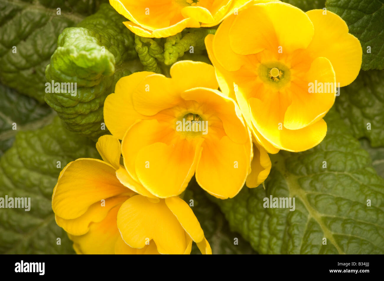 Close up of yellow Primulas growing in a UK garden Stock Photo - Alamy