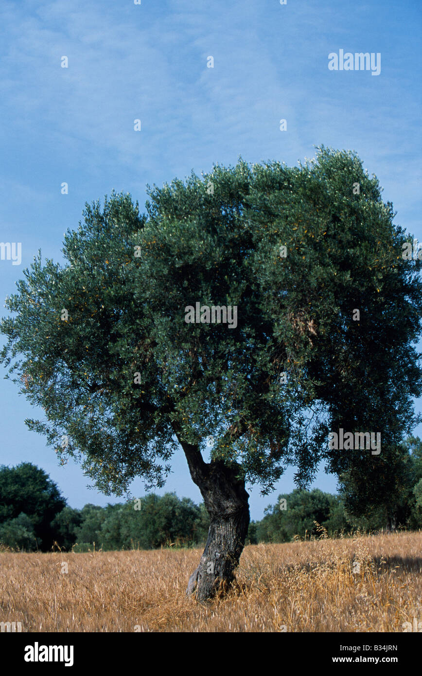 Greece, Halkidiki, Porto Sani. Olive tree Stock Photo - Alamy