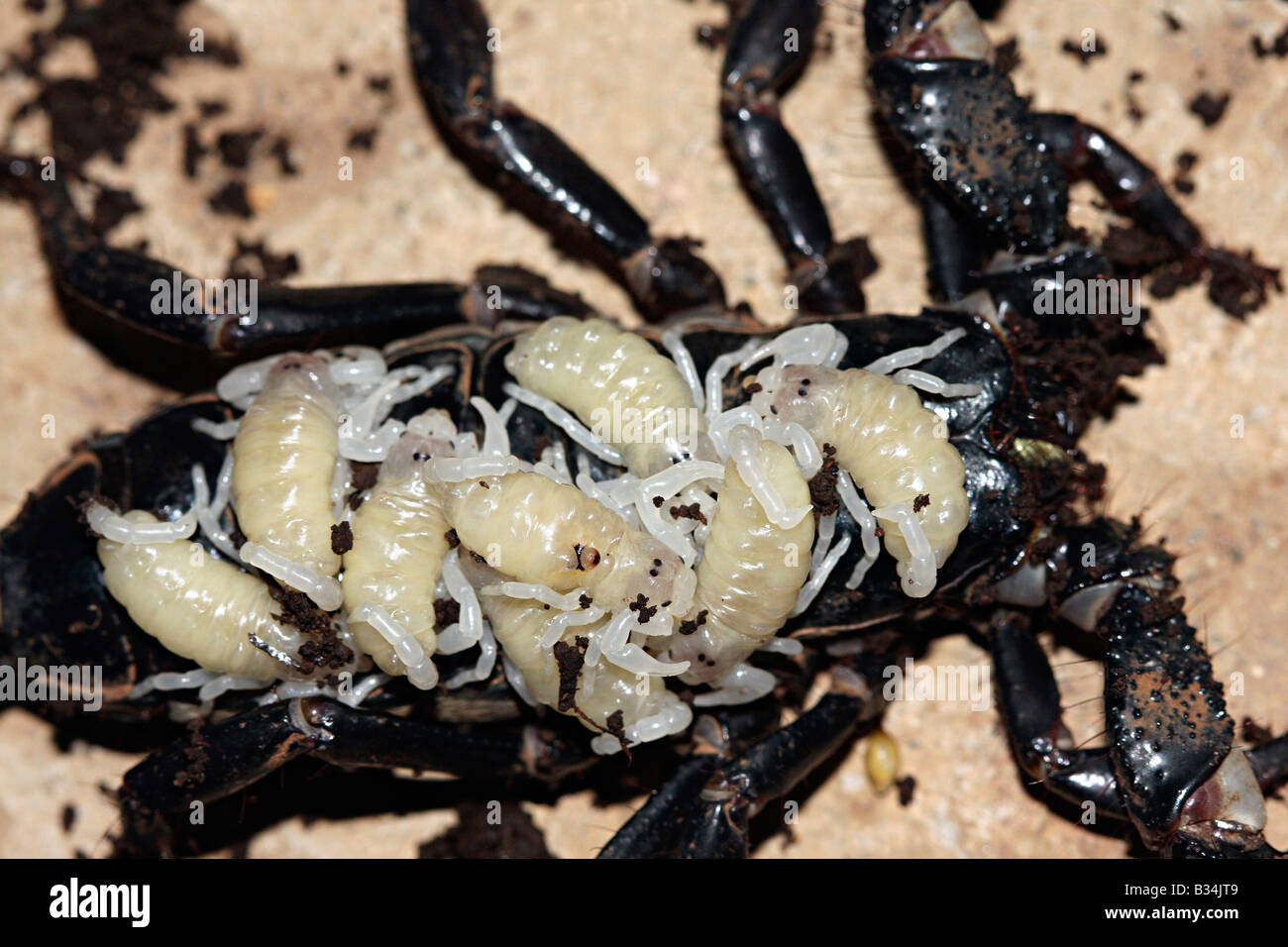 Heterometrus sp. Family SCORPIONIDAE. Giant forest scorpion. Female ...