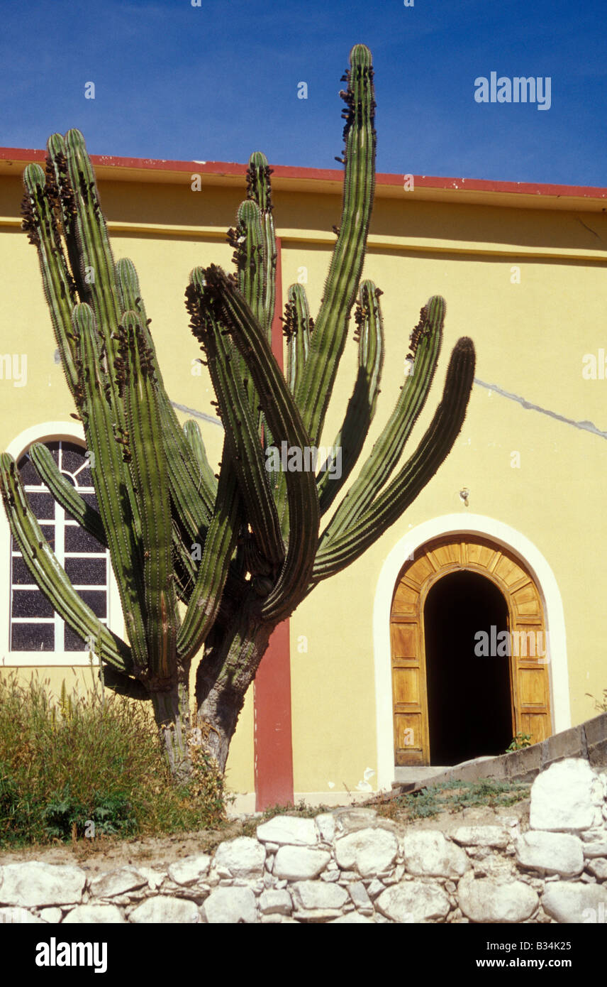 Flora de america del sur hi-res stock photography and images - Alamy
