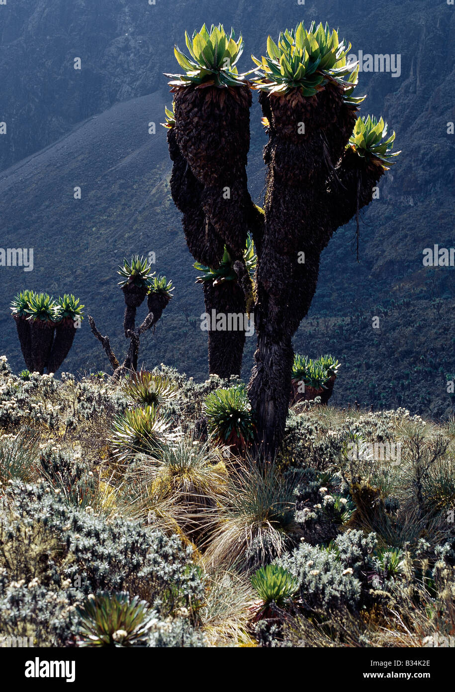 Uganda, Western Uganda, Rwenzori Mountains. Tree Senecios, or Giant ...