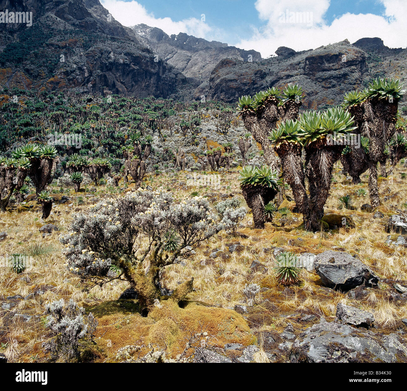 Rwenzori Mountain Range