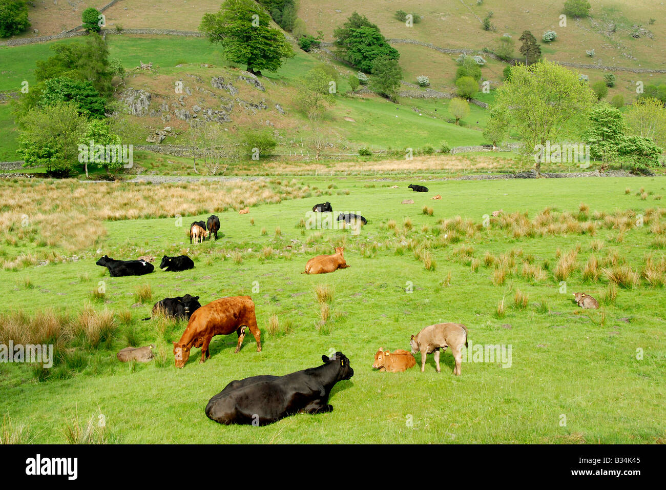Cows in a pasture, Lake District, England, UK Stock Photo - Alamy