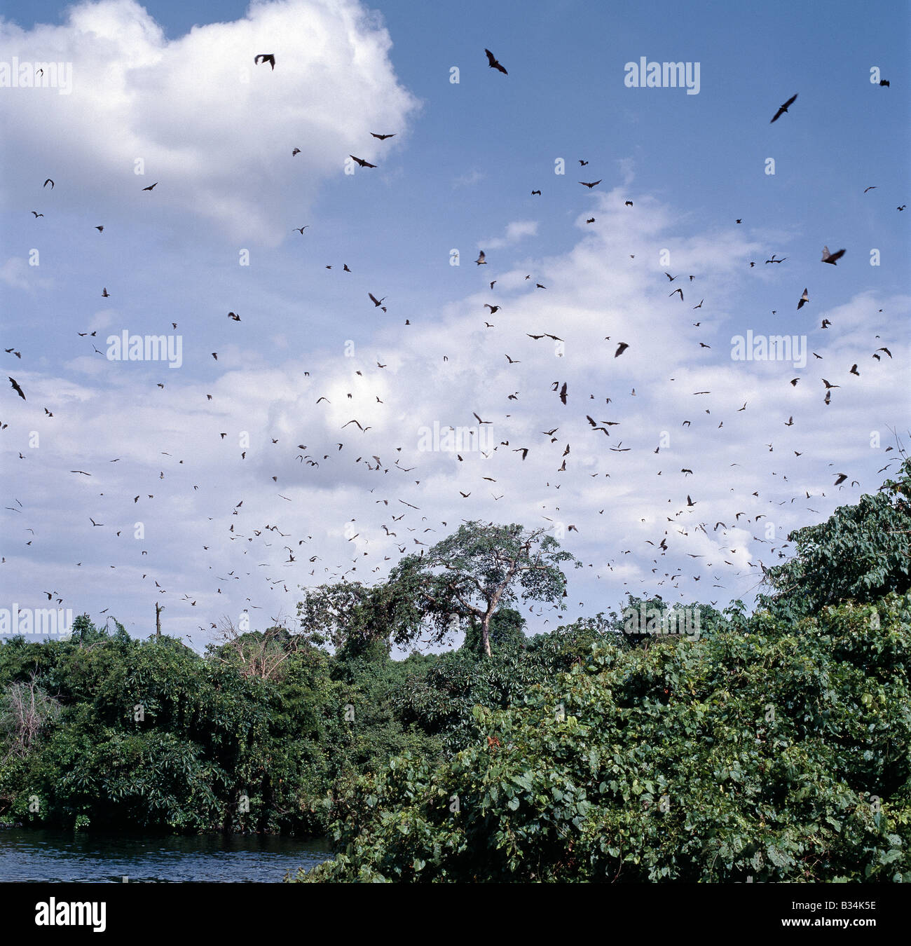 African megabats hi-res stock photography and images - Alamy