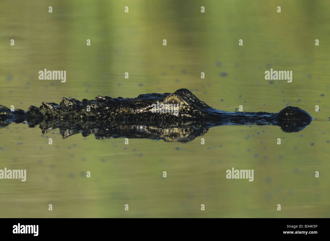 Alligator lizards hi-res stock photography and images - Alamy