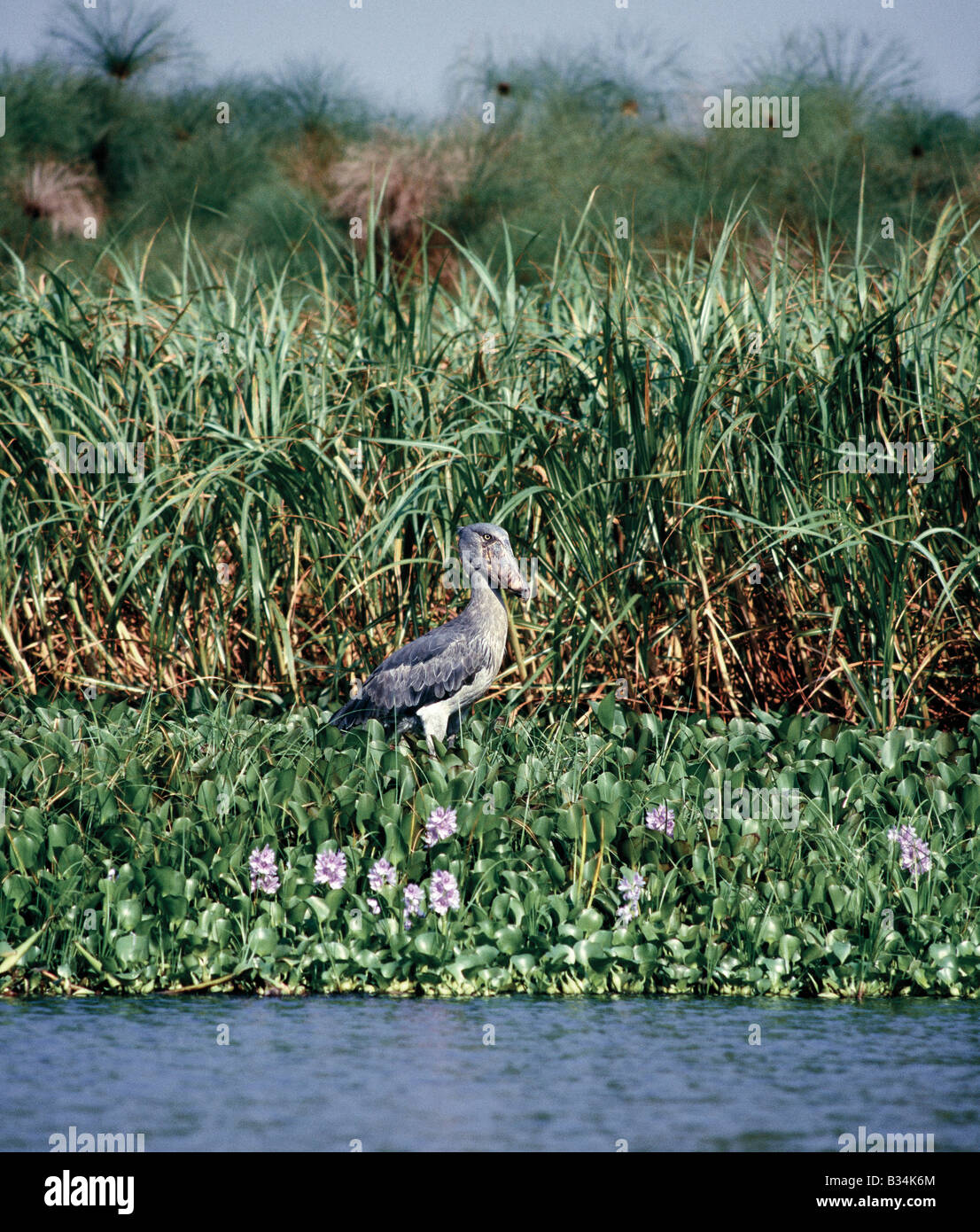 Papyrus swamp vegetation hi-res stock photography and images - Alamy