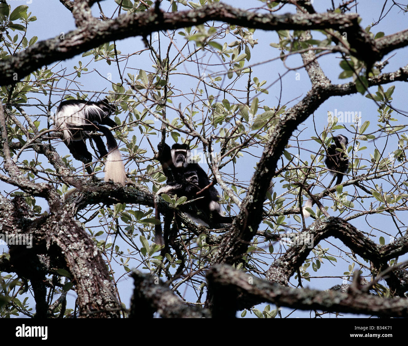 Uganda, Murchison Falls National Park, Rabongo Forest. A family of the ...