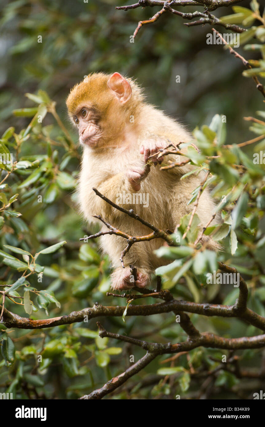 Baby Barbary Macaque (Macaca sylvanus) feeding on tree in the Cedar ...