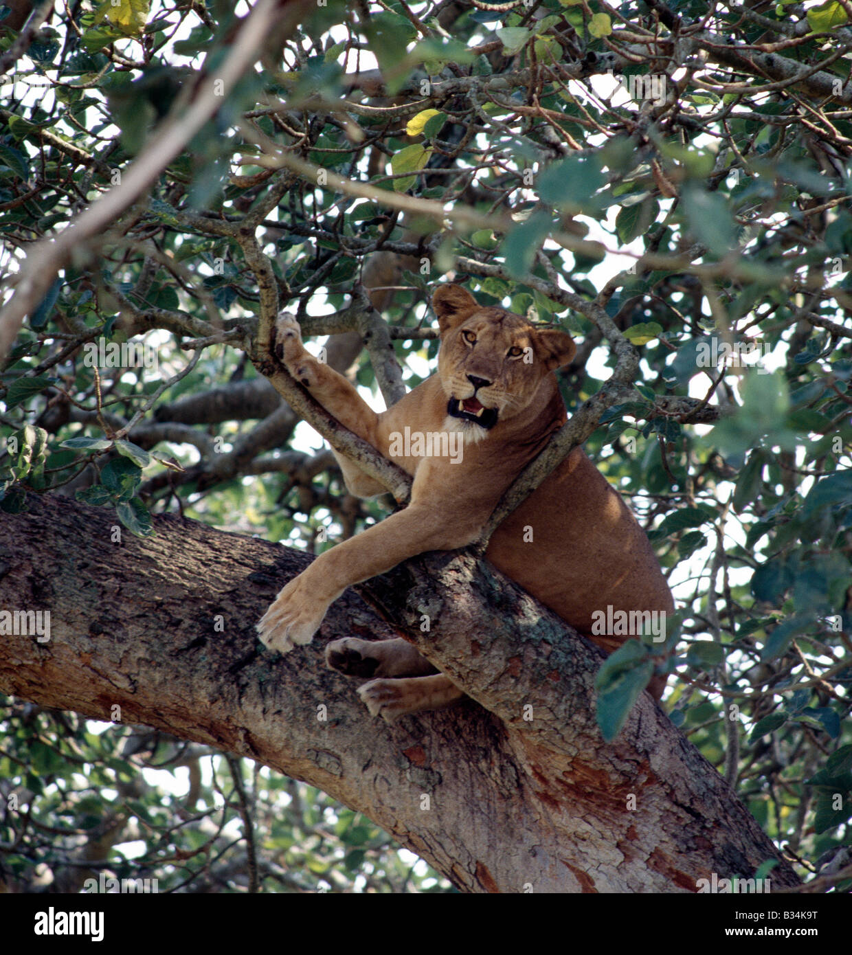 Uganda, Queen Elizabeth National Park, Ishasha. A lioness rests in a ...