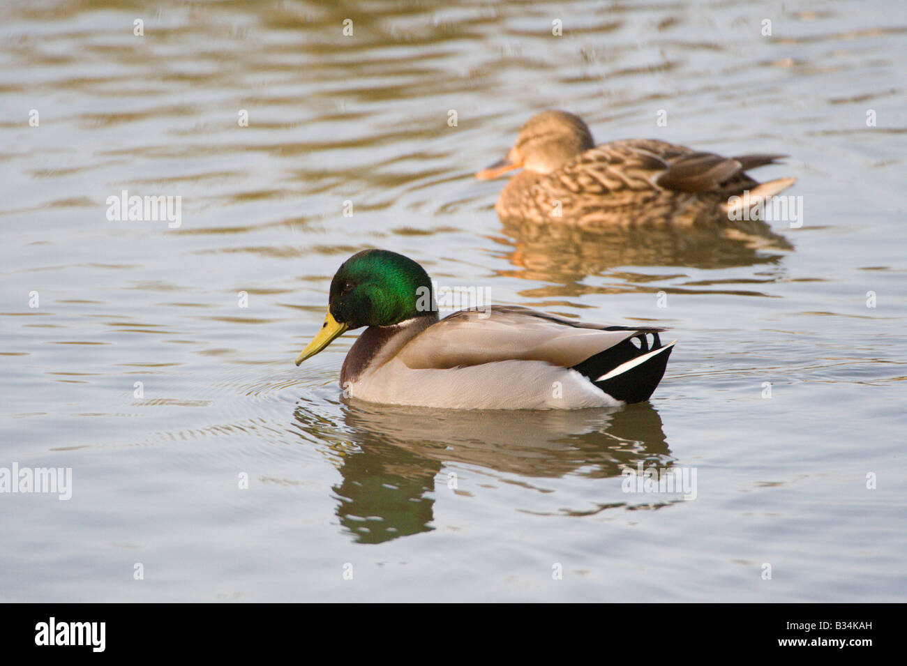 Male and female Common Mallard Ducks (Anas platyrhinchos), Spain Stock ...