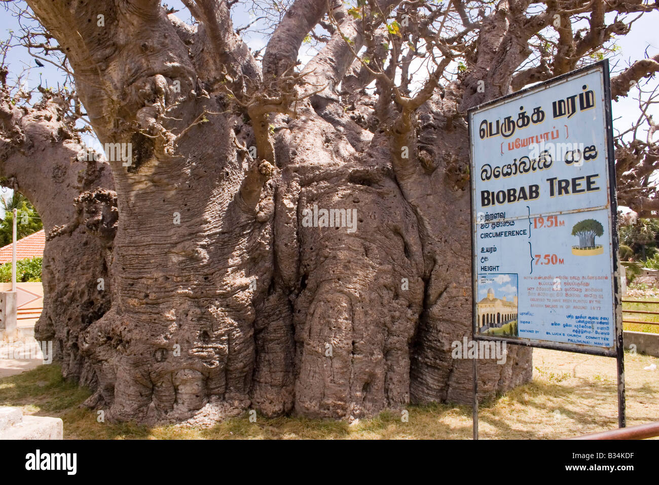 An african Baobab tree found in the town of Mannar, Sri Lanka Stock ...