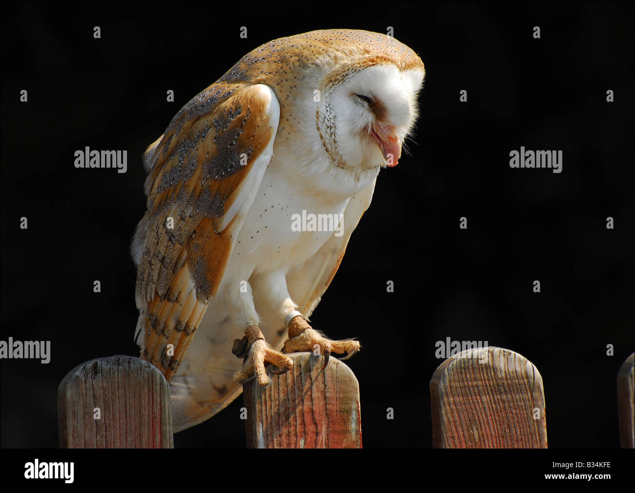 Barn owl resting hi-res stock photography and images - Alamy