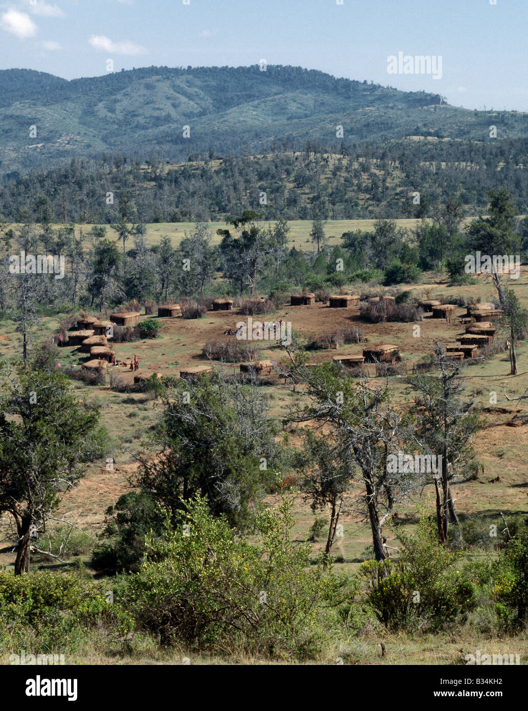 Kenya, Samburu District, Karisia Hills. A Samburu lorora in the cedar ...