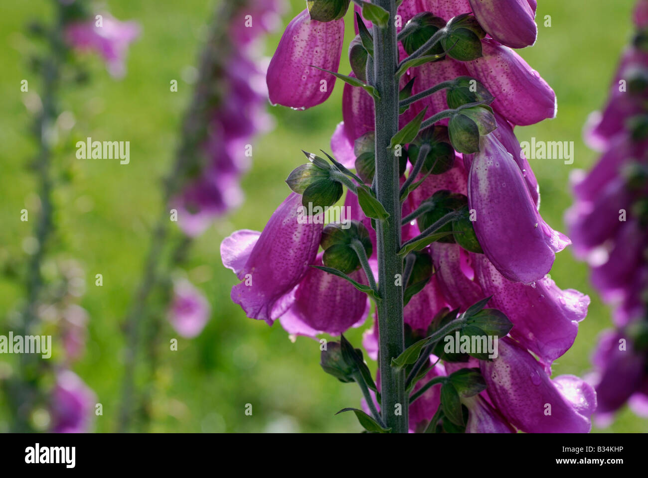 Dead mens finger hi-res stock photography and images - Alamy