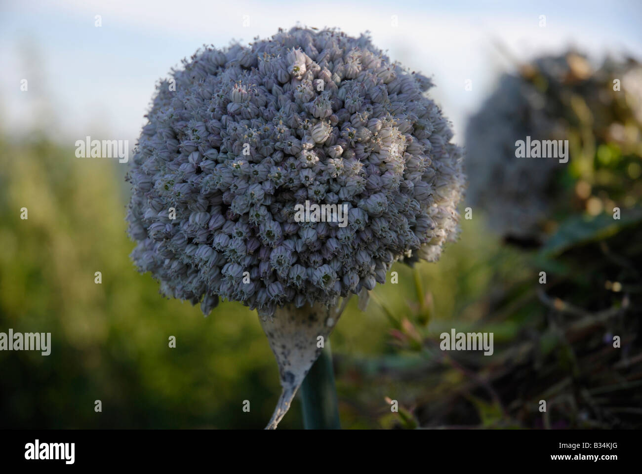 Leek seed head Stock Photo - Alamy