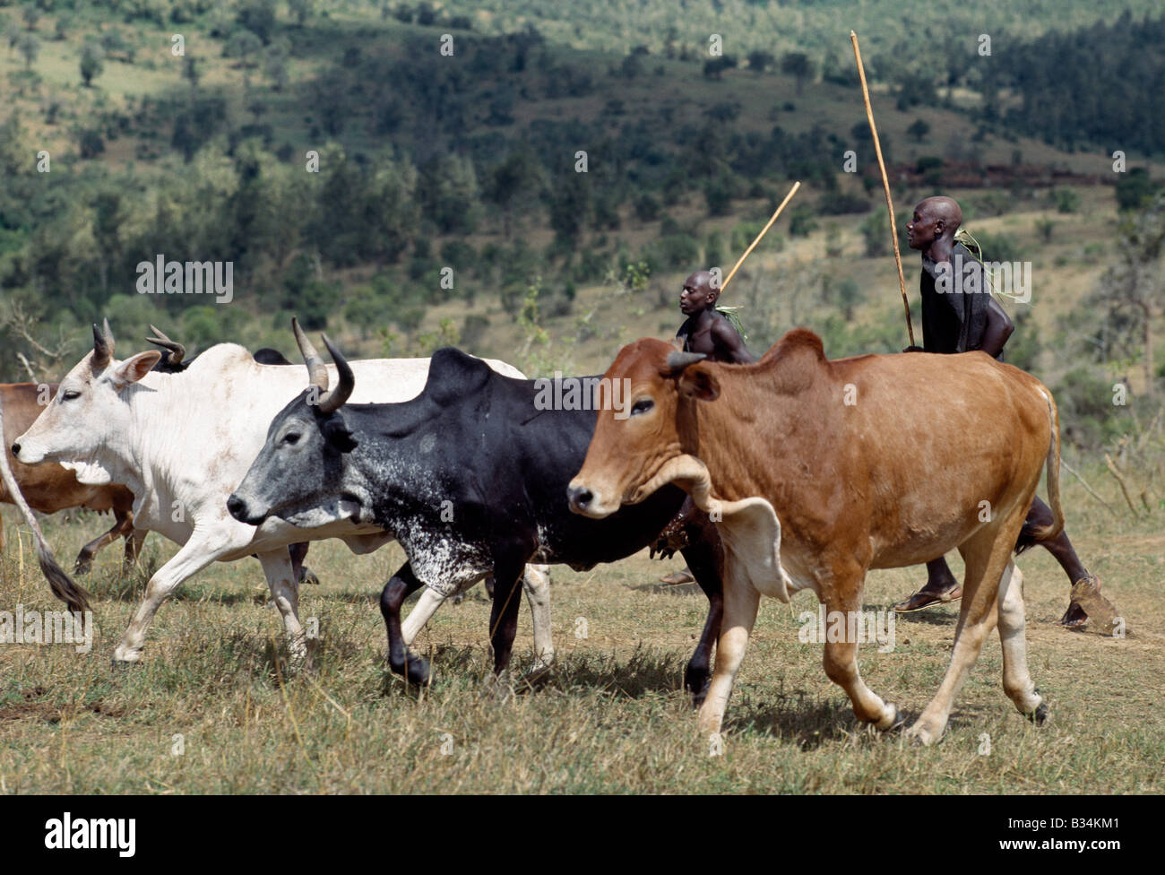 Kenya, Samburu District, Porro. Samburu boys wearing the charcoal ...