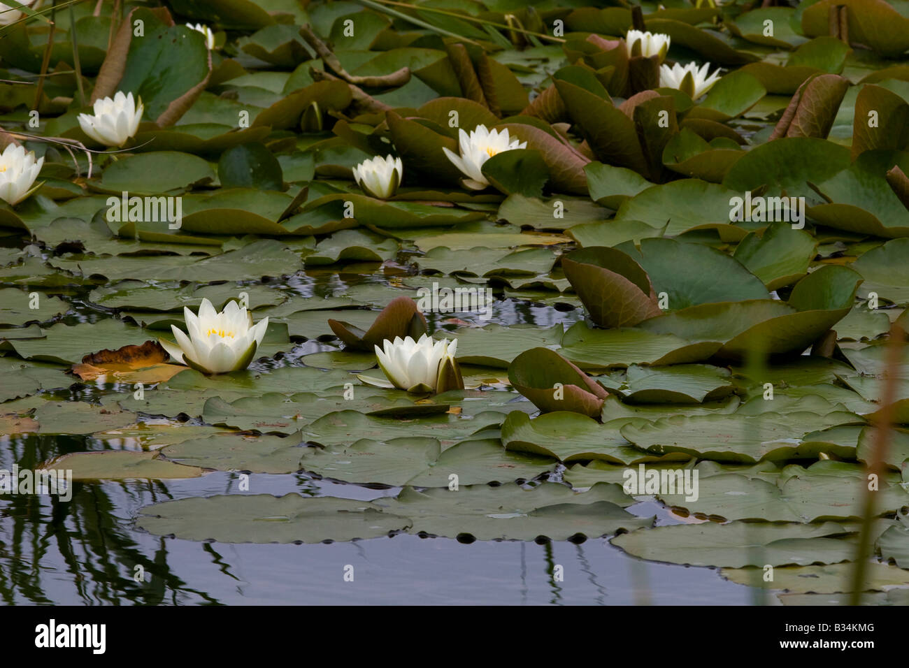 White water lily (Nymphaea alba Stock Photo - Alamy