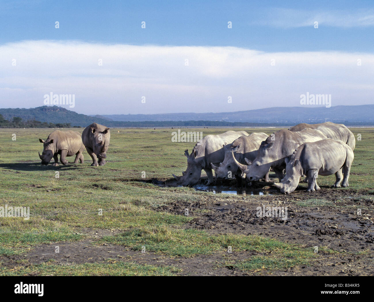 Rift valley province wild animals wild animal wildlife hi-res stock ...