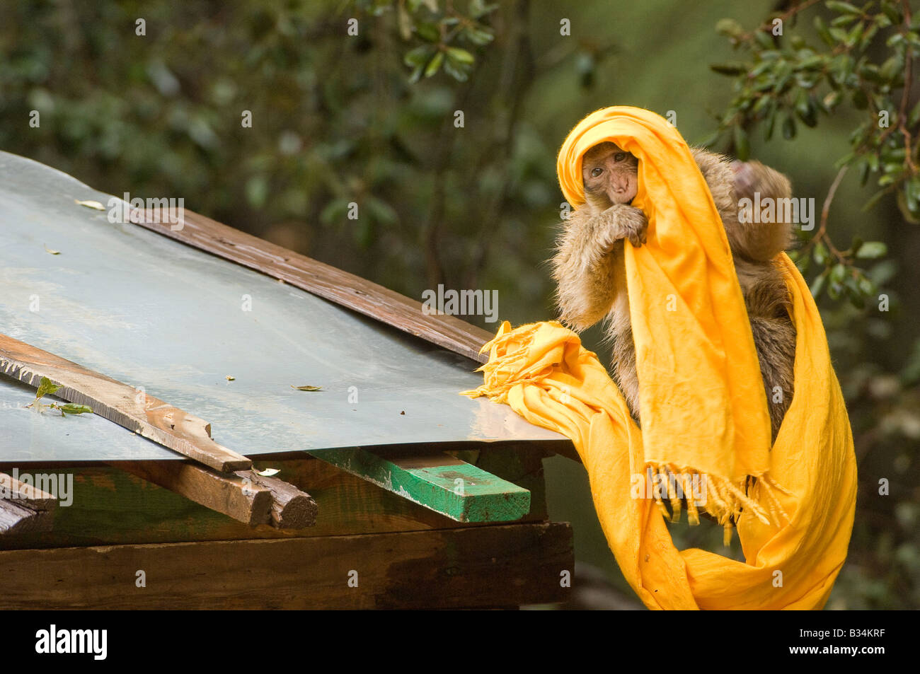 Baby monkey play hi-res stock photography and images - Alamy