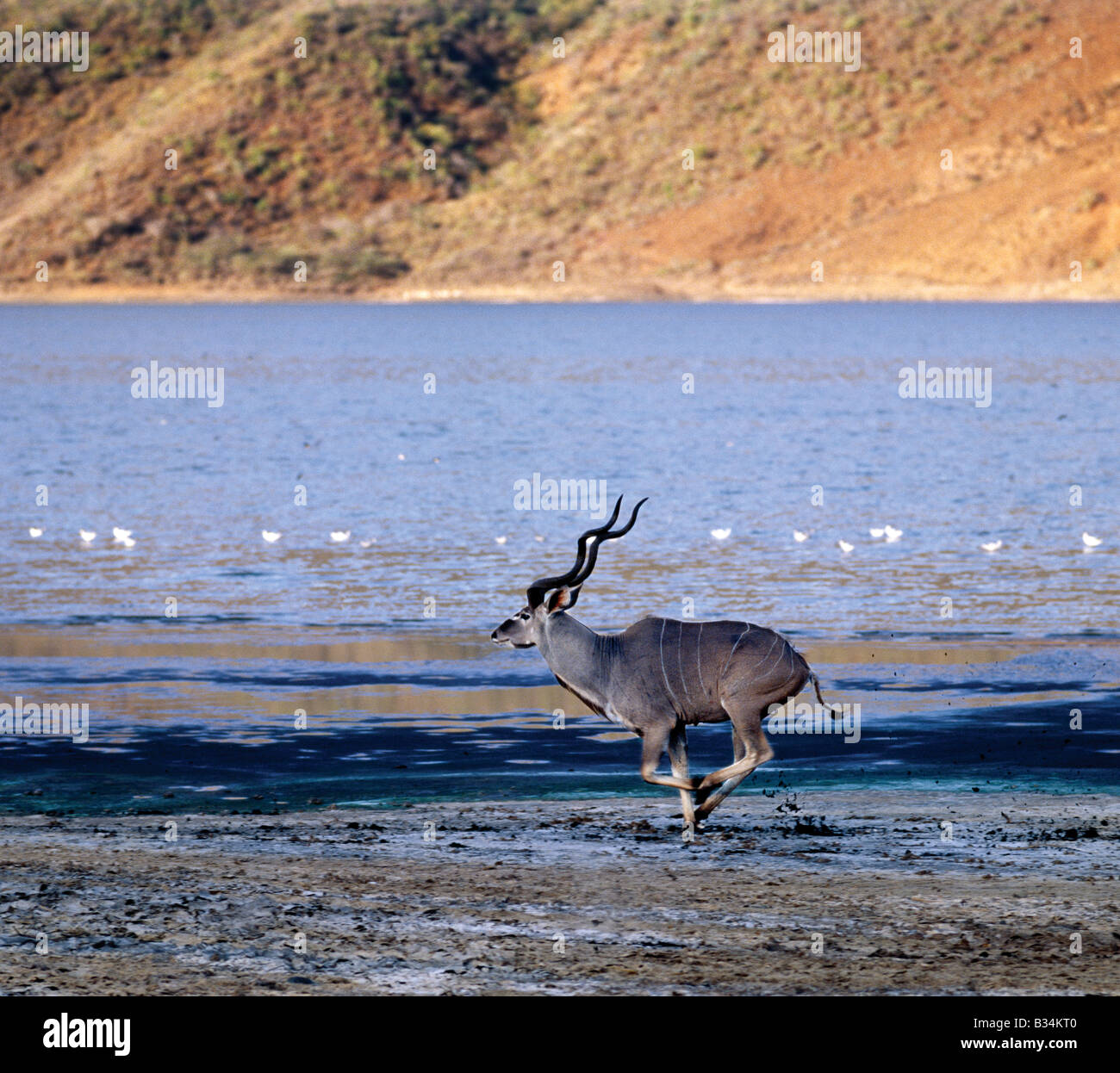 Kenya, Kabarnet District, Lake Bogoria National Reserve. A Greater Kudu ...