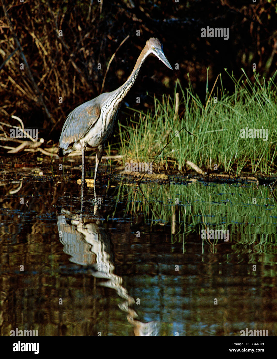 Kenya, Rift Valley Province, Lake Baringo. A Goliath heron (Ardea ...