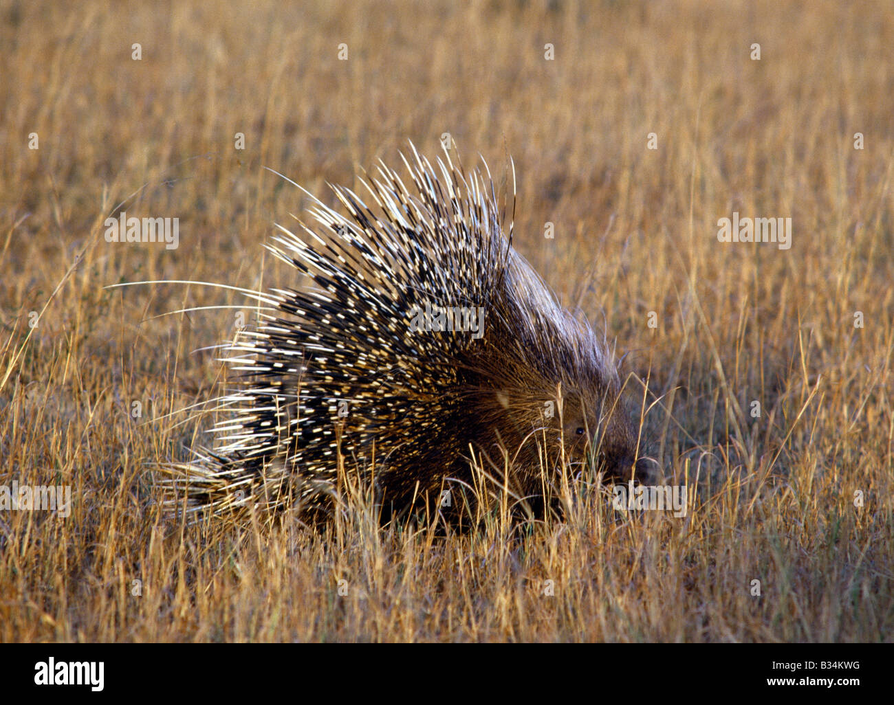 Kenya, Narok District, Masai Mara National Reserve. A porcupine in ...