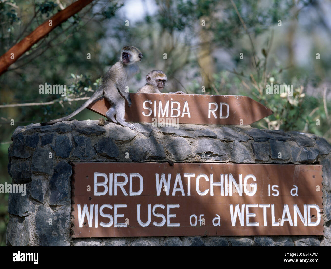 Kenya, Rift Valley Province, Nakuru National Park. Young vervet monkeys ...