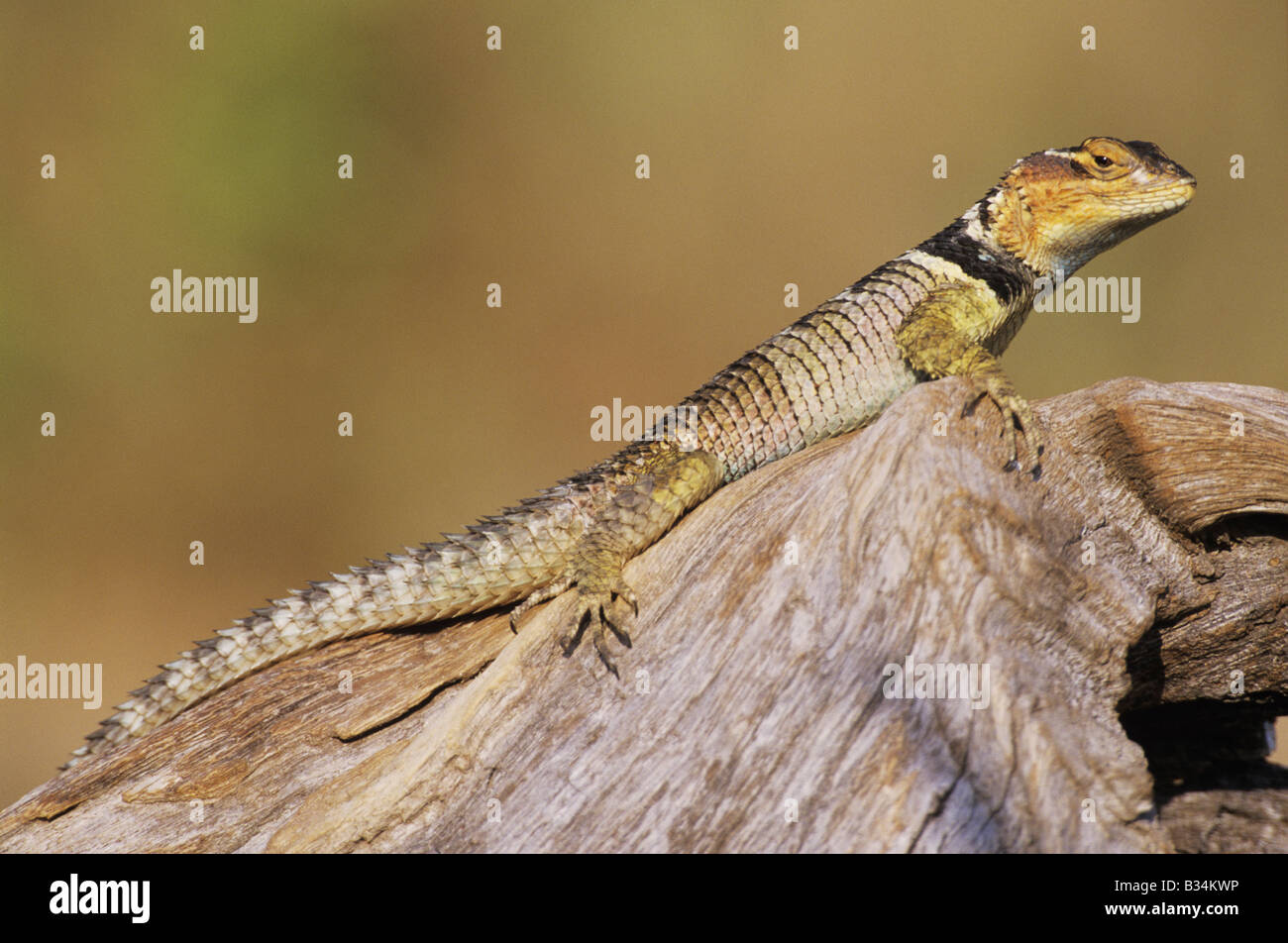 Blue Spiny Lizard Sceloporus serrifer cyanogenys adult on log sunning ...