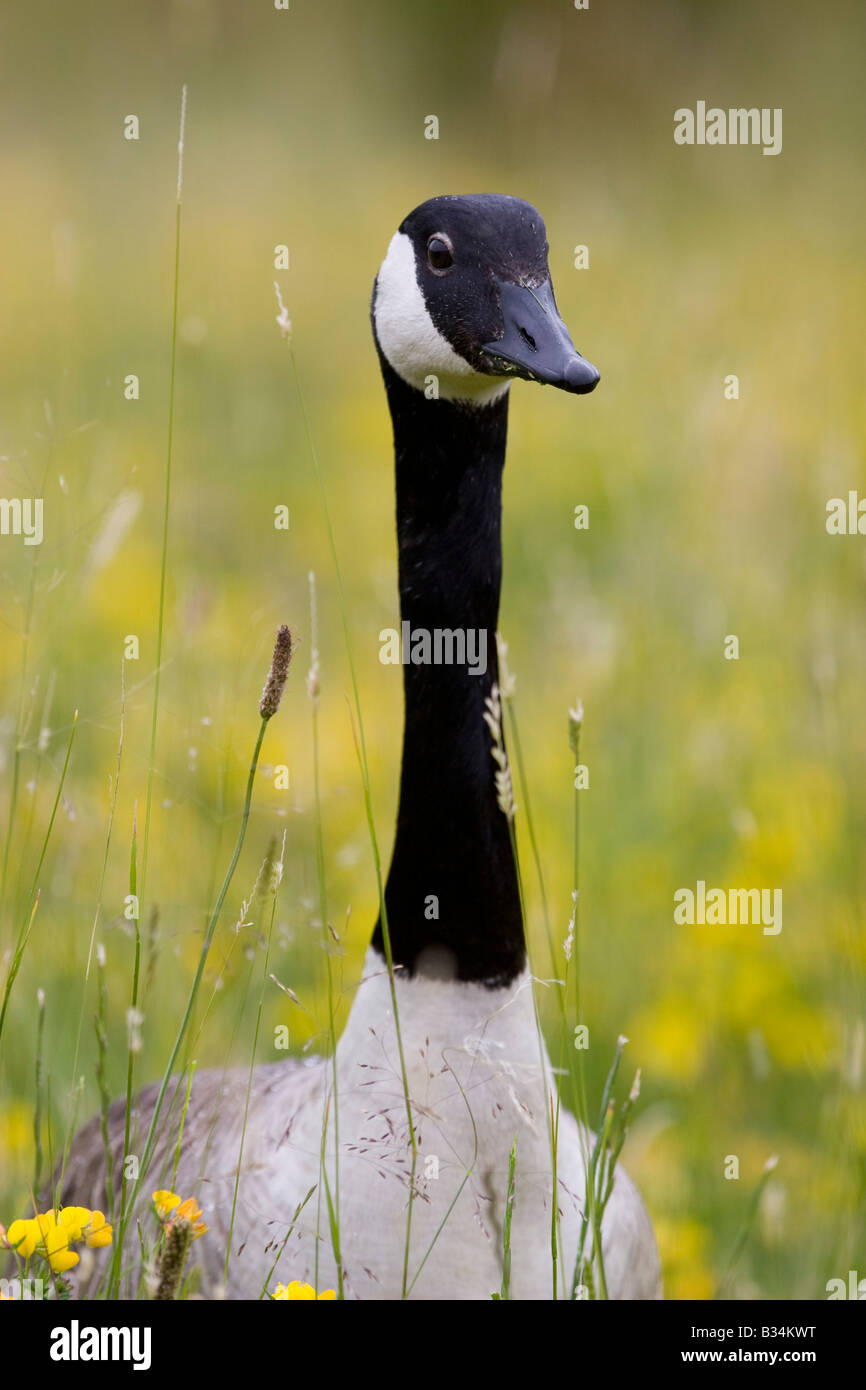 Canada Goose (Branta canadensis Stock Photo - Alamy