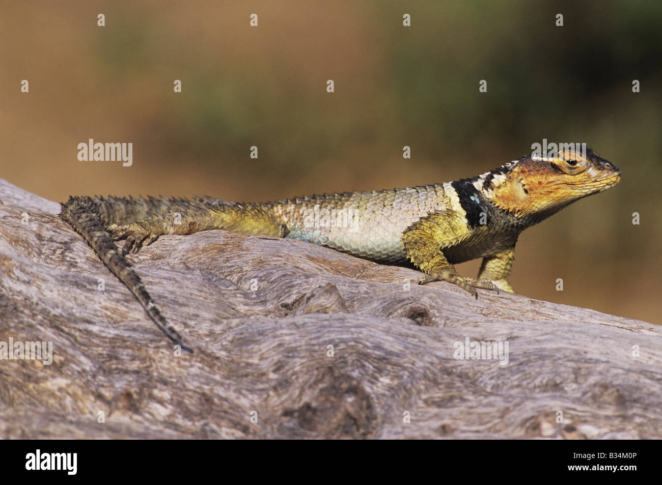 Sceloporus serrifer cyanogenys hi-res stock photography and images - Alamy