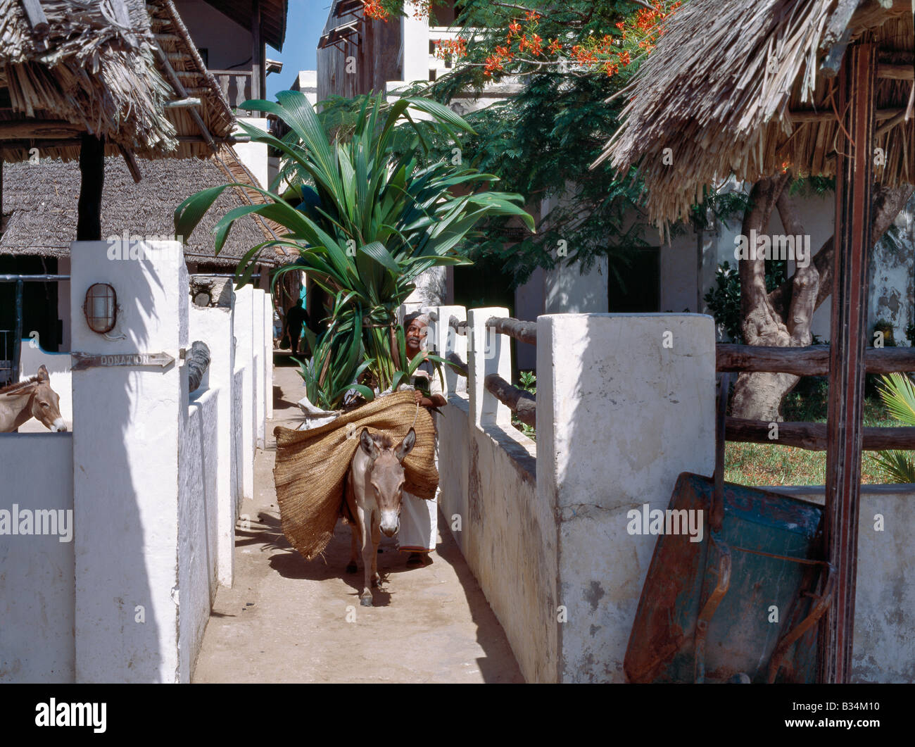 Kenya, Coast Province, Lamu Island. A man guides his donkey through one ...