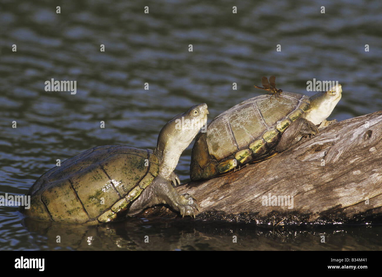 Yellow Mud Turtle Kinosternon flavescens adults sunning on log Starr ...